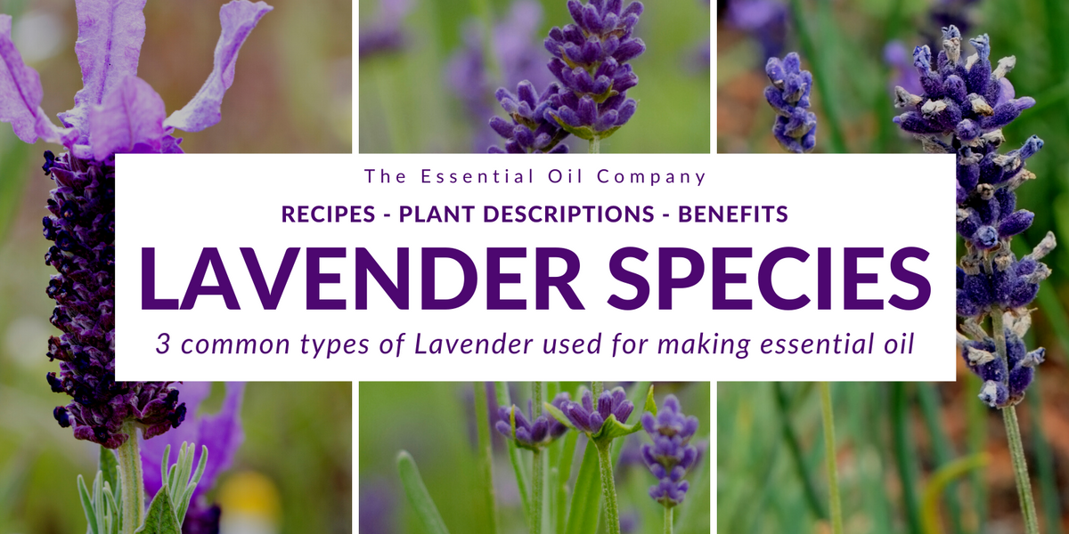 Lavender Species: 3 Types of Lavender Used for Making Essential Oil ...