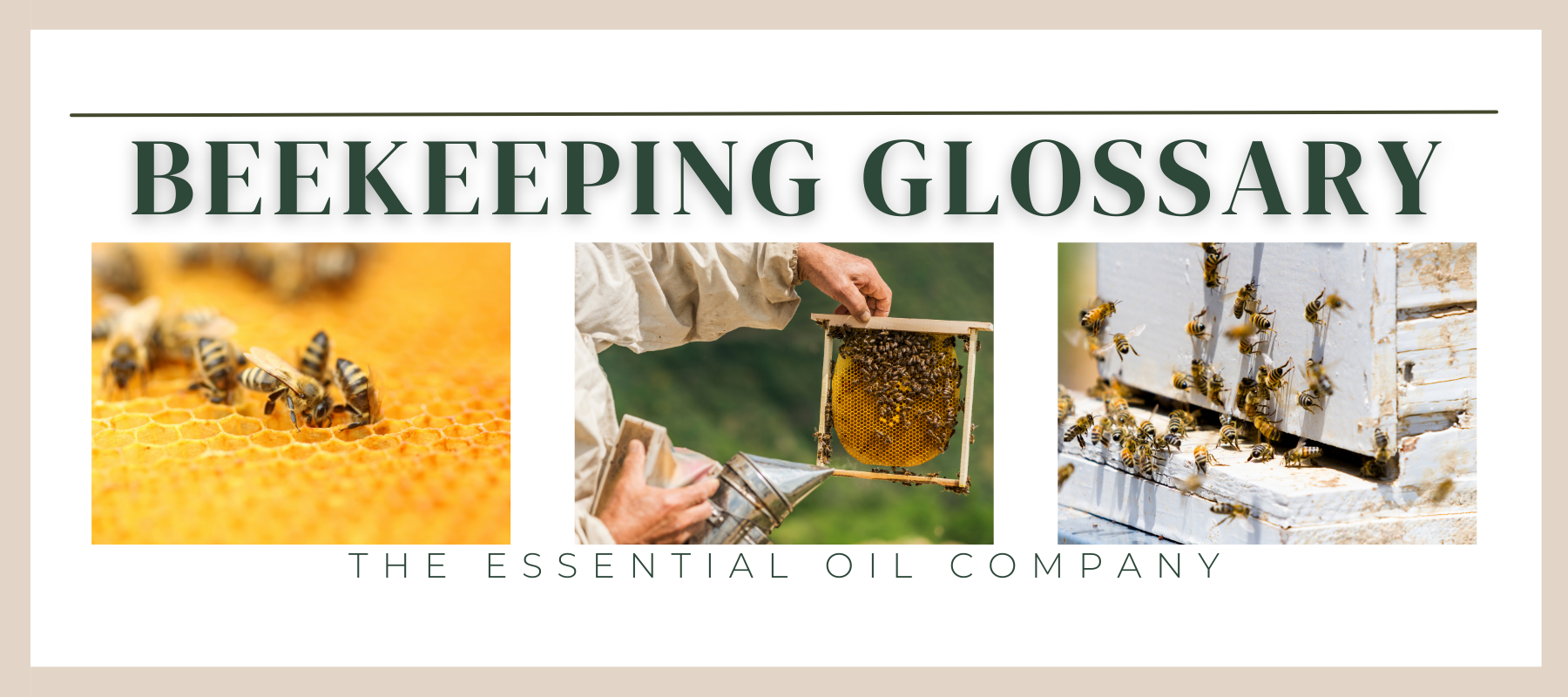 Beekeeping Glossary – The Essential Oil Company