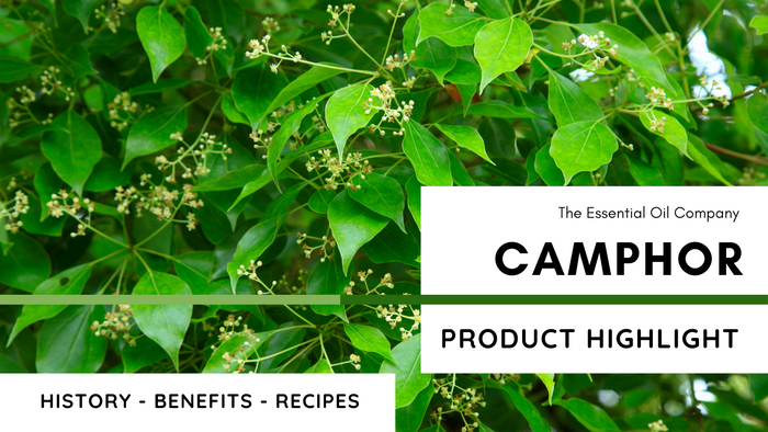 Camphor: Product Highlight – The Essential Oil Company