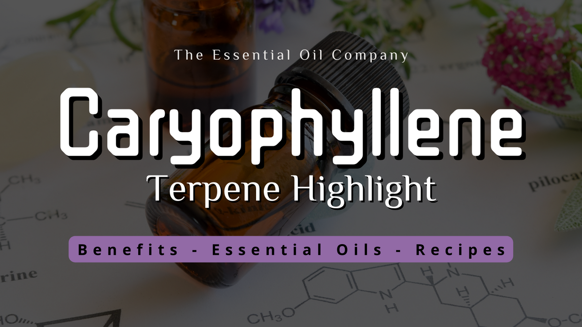 Caryophyllene: Terpene Highlight – The Essential Oil Company