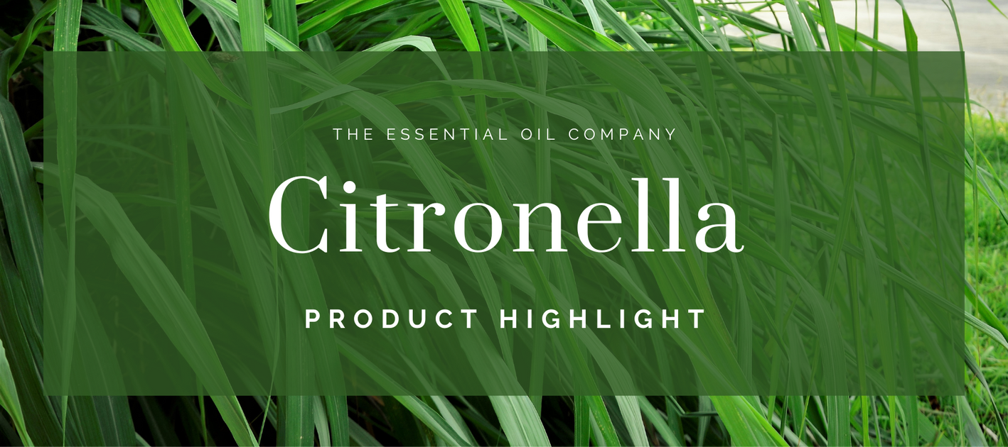 Citronella: Product Highlight — The Essential Oil Company