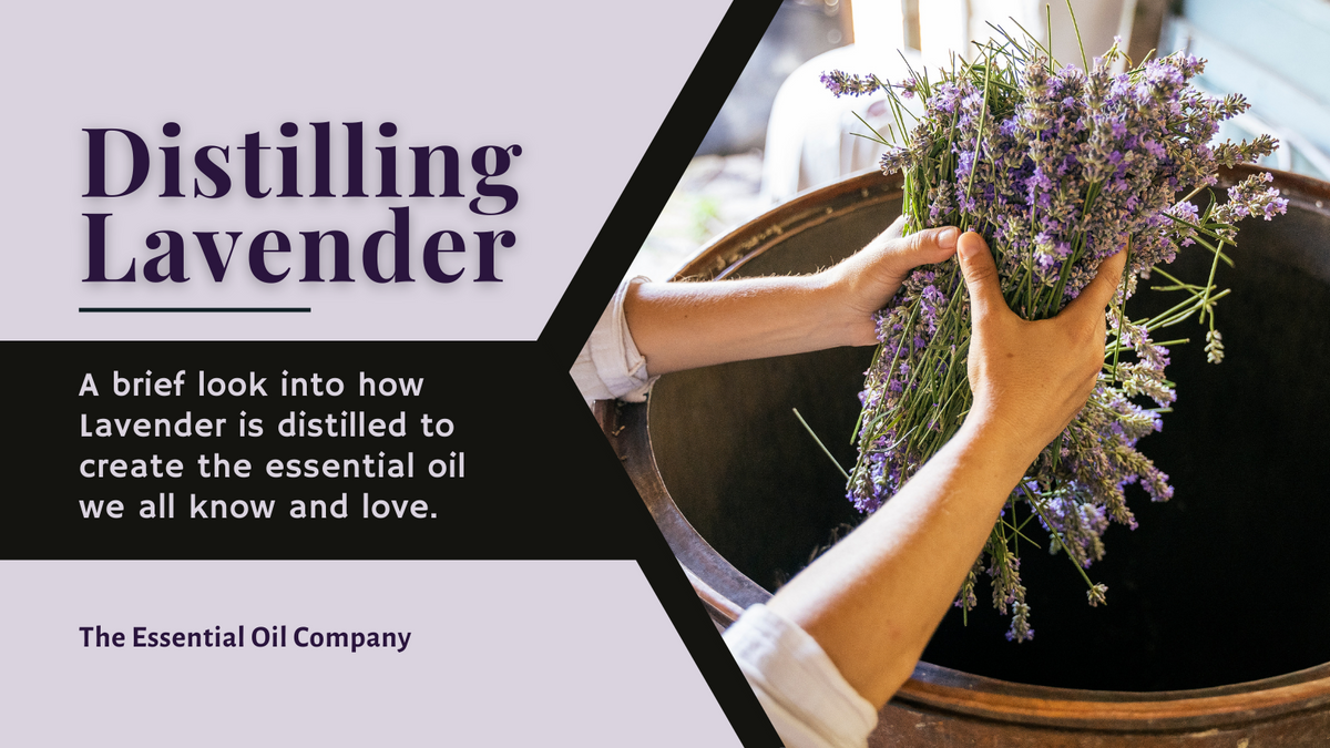 Distilling Lavender — The Essential Oil Company