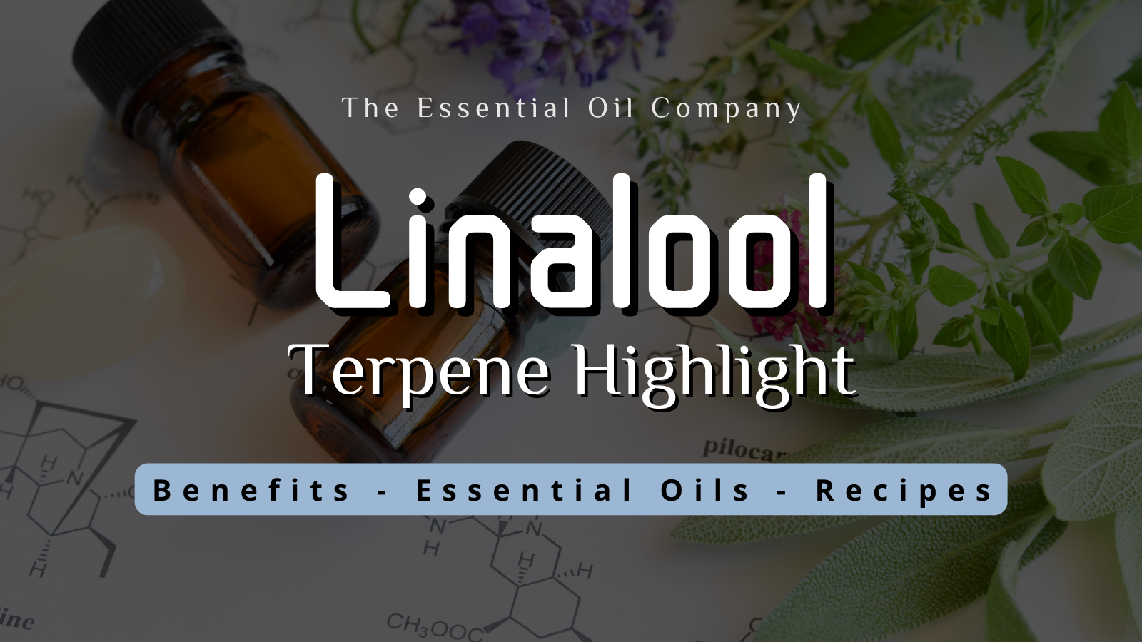 Linalool: Terpene Highlight – The Essential Oil Company