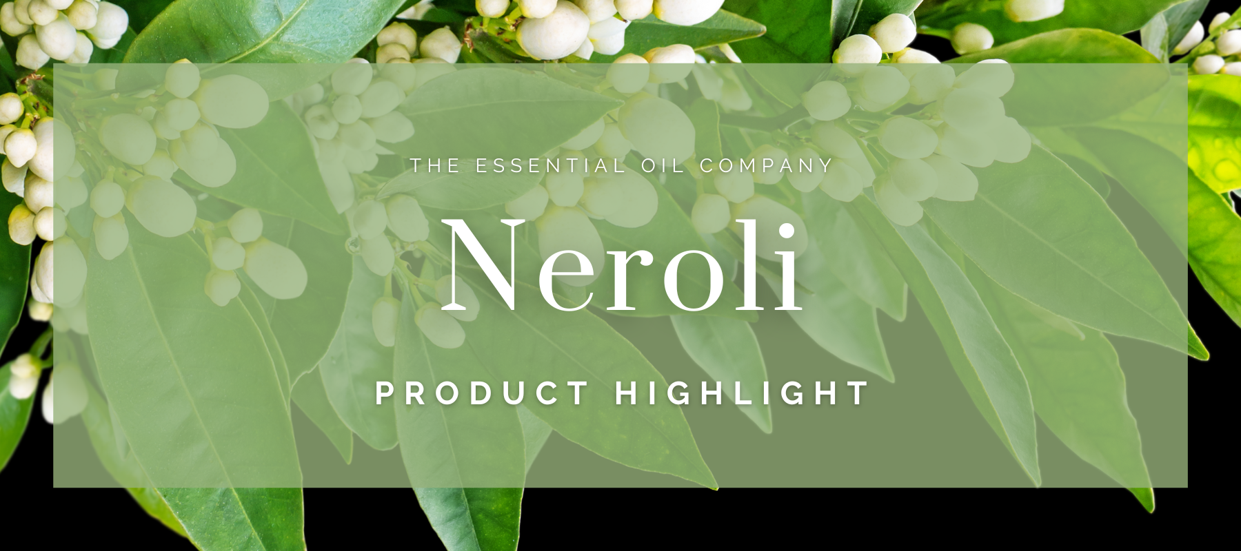 Neroli: Product Highlight – The Essential Oil Company