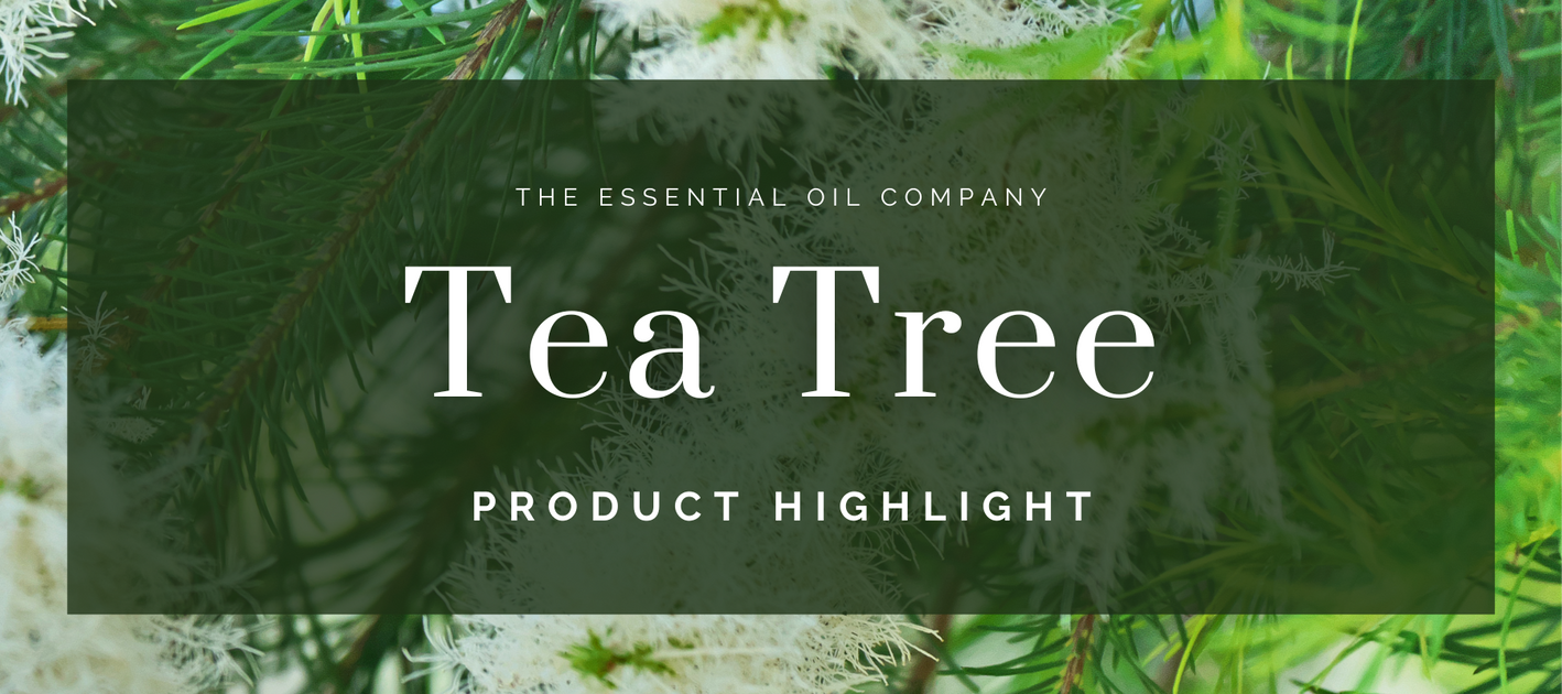 Tea Tree: Product Highlight — The Essential Oil Company