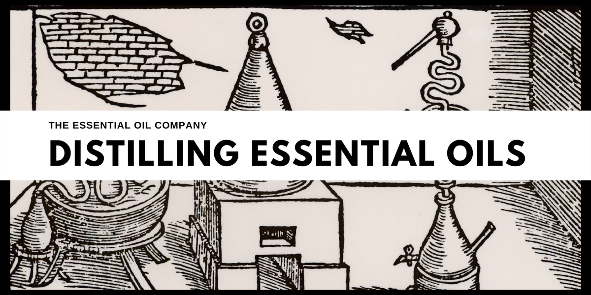 Distilling Essential Oils — The Essential Oil Company