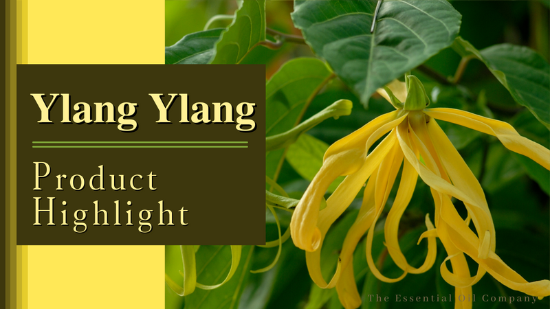 Ylang Ylang: Product Highlight – The Essential Oil Company