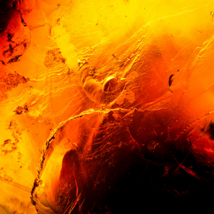 Dark Amber Fragrance Oil — The Essential Oil Company