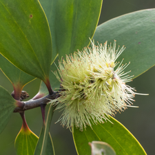 Tea Tree Australia Essential Oil — The Essential Oil Company