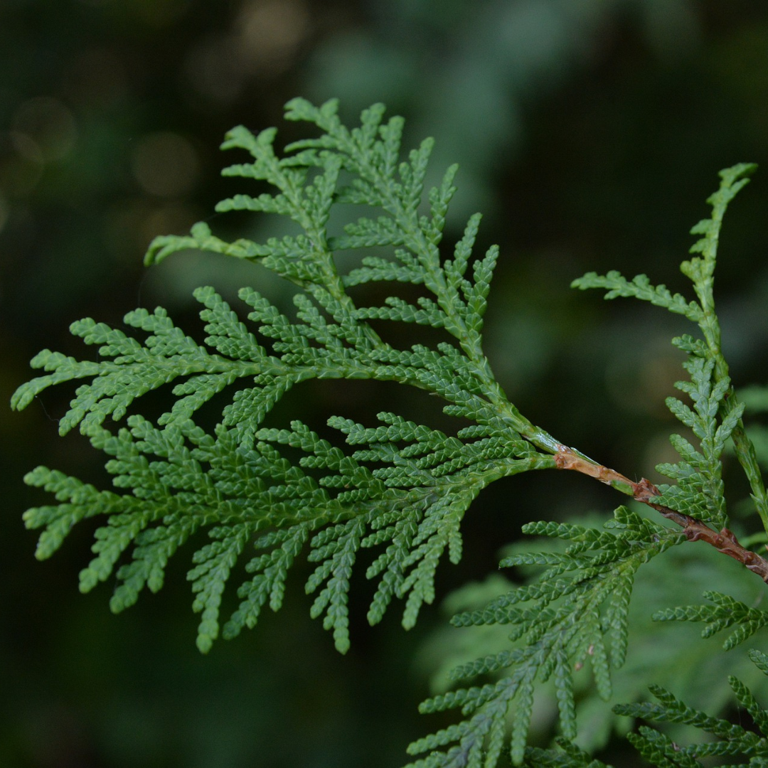 Cypress Essential Oil — The Essential Oil Company