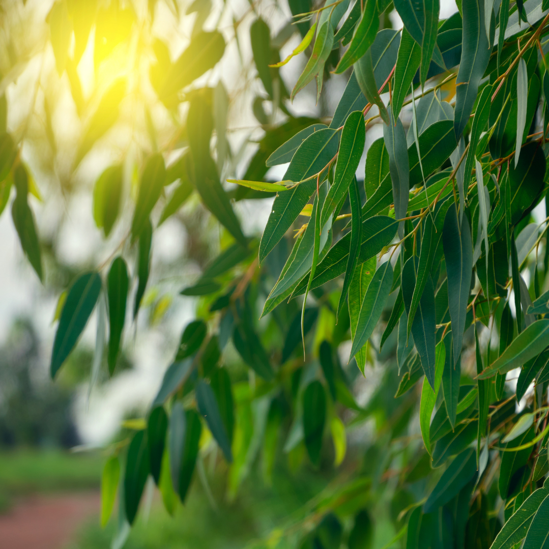 Essential Oils | The Essential Oil Company - Pure and Aromatic Oils