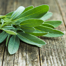 Sage Essential Oil Dalmatian — The Essential Oil Company